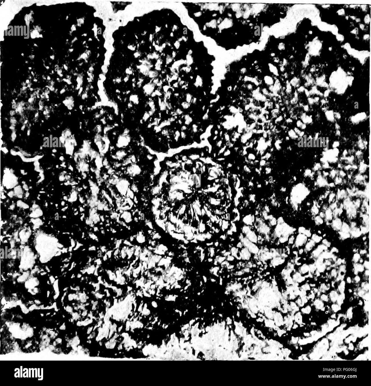 Williamsonia Black and White Stock Photos & Images - Alamy