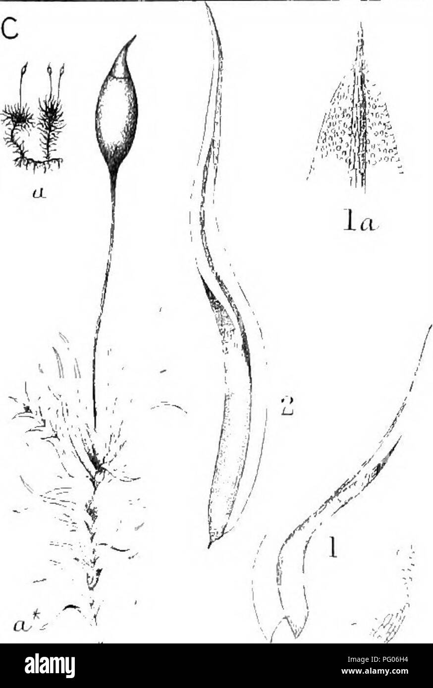 Uk moss microscopic ecosystem hi-res stock photography and images - Alamy
