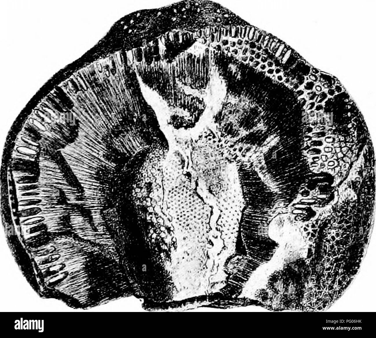 Williamsonia hi-res stock photography and images - Alamy