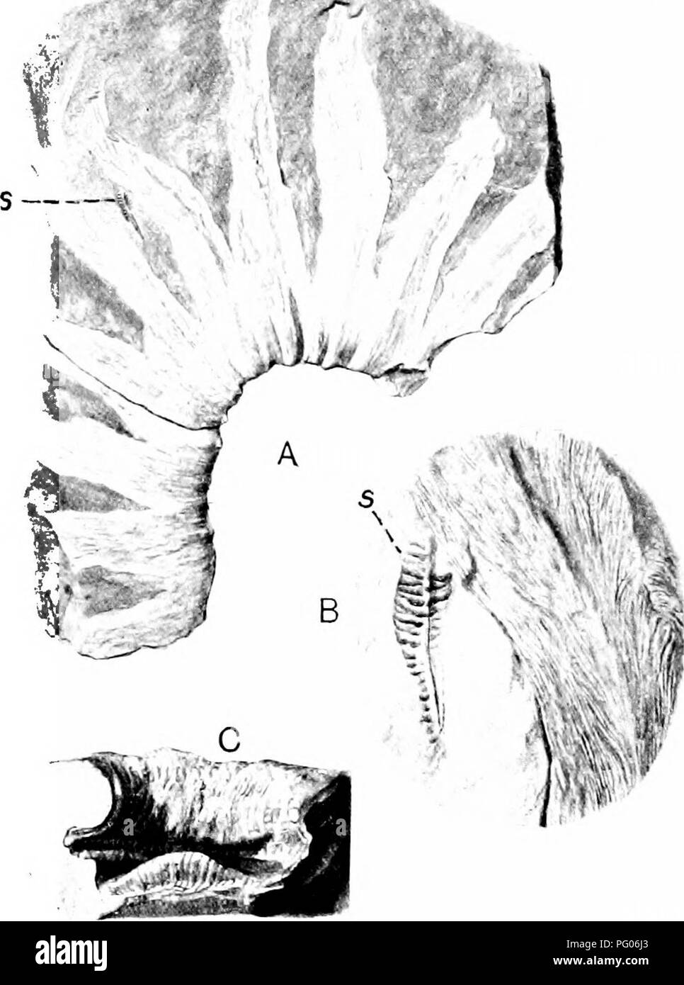 Williamsonia Black and White Stock Photos & Images - Alamy