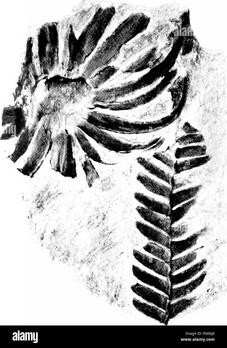 This paleobotanical work focuses on the study of fossil plants ...