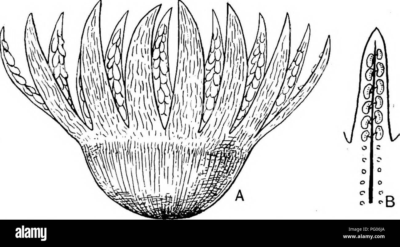 . Fossil plants : for students of botany and geology . Paleobotany. Fig ...