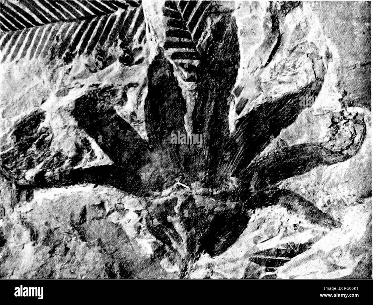 Fossil pecten hi-res stock photography and images - Alamy