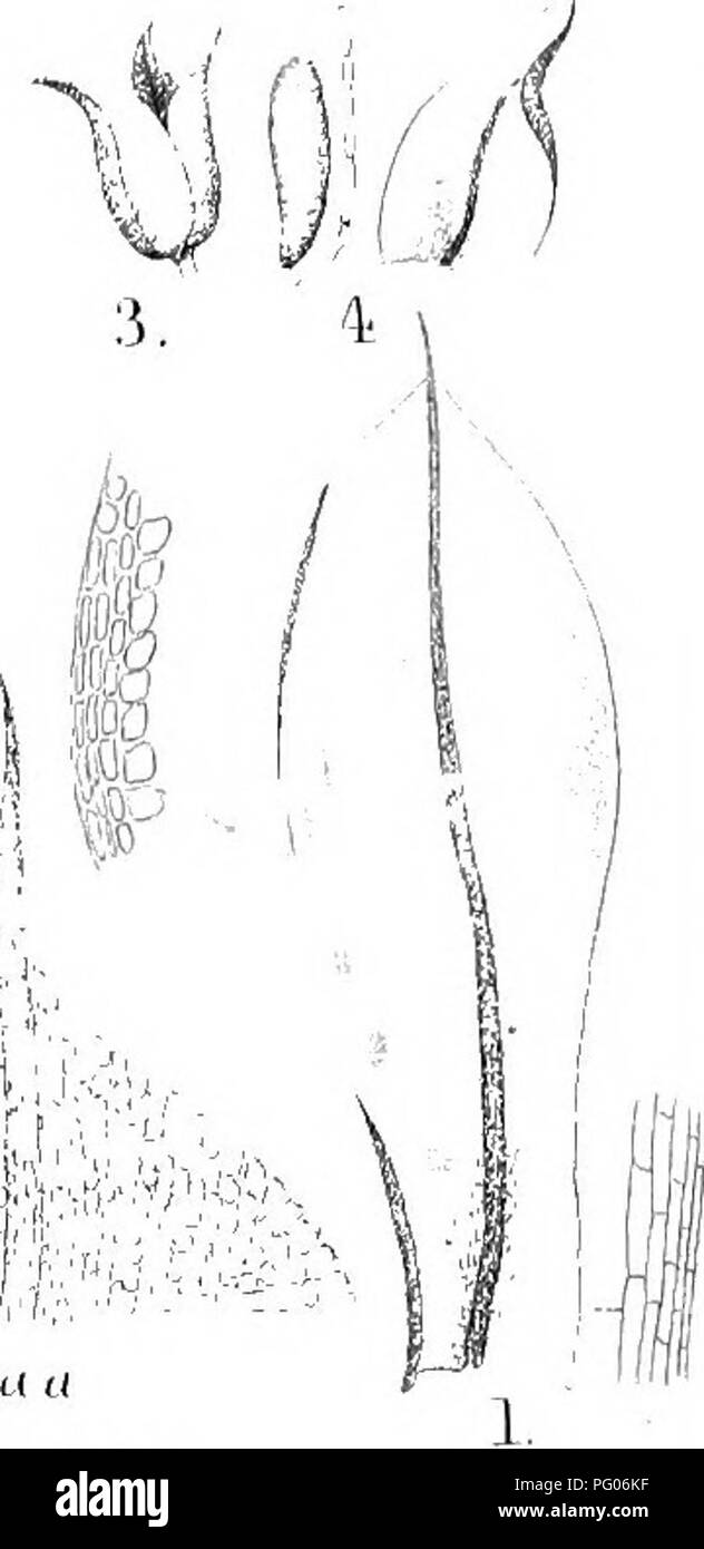 *The British Moss-Flora* by Robert Braithwaite offers a detailed ...