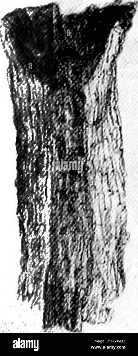 . Fossil plants : for students of botany and geology . Paleobotany ...