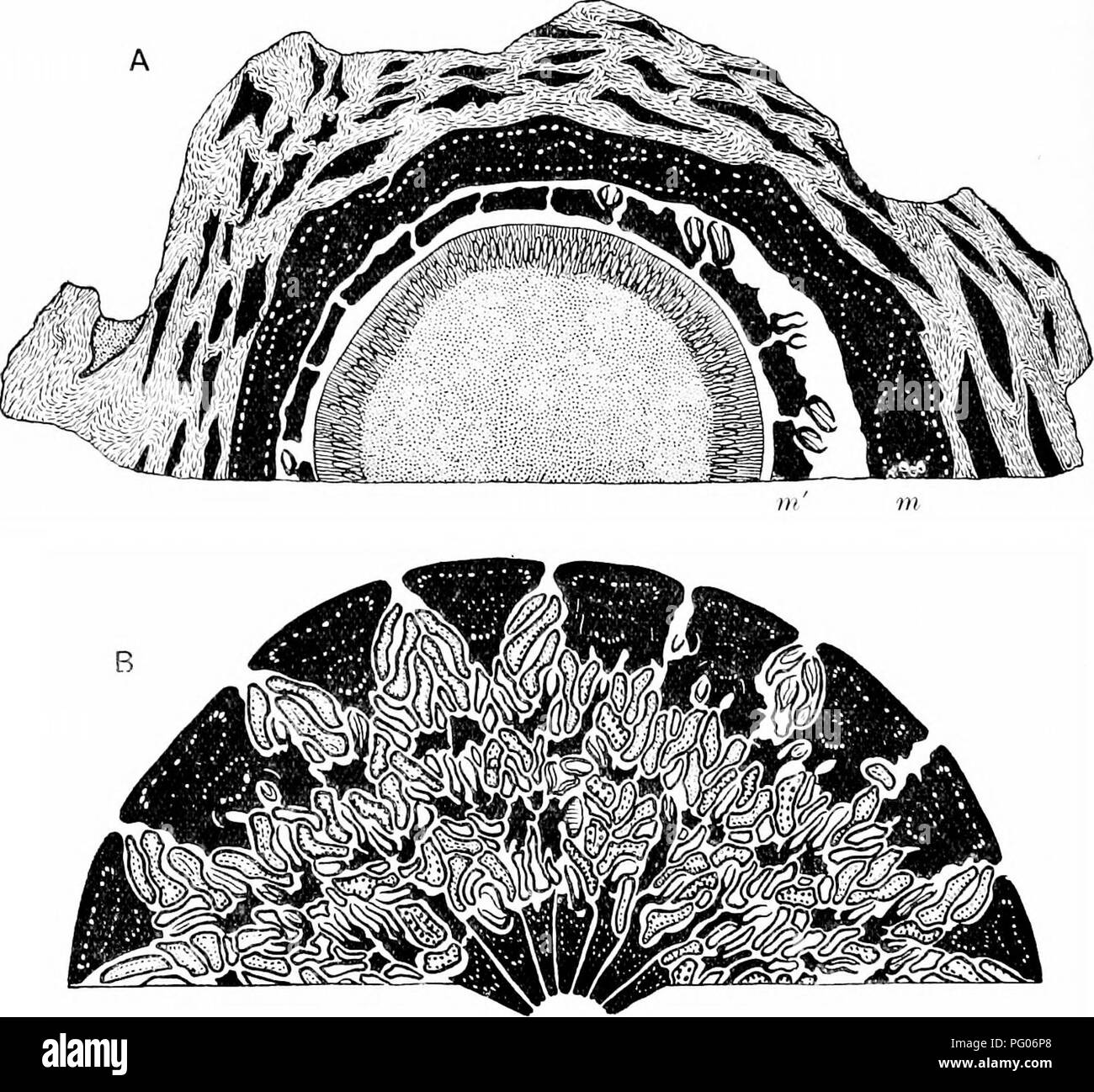 . Fossil plants : for students of botany and geology . Paleobotany. 406 ...