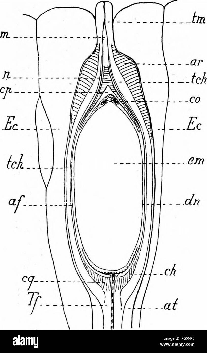 Cycadeoidea hi-res stock photography and images - Alamy