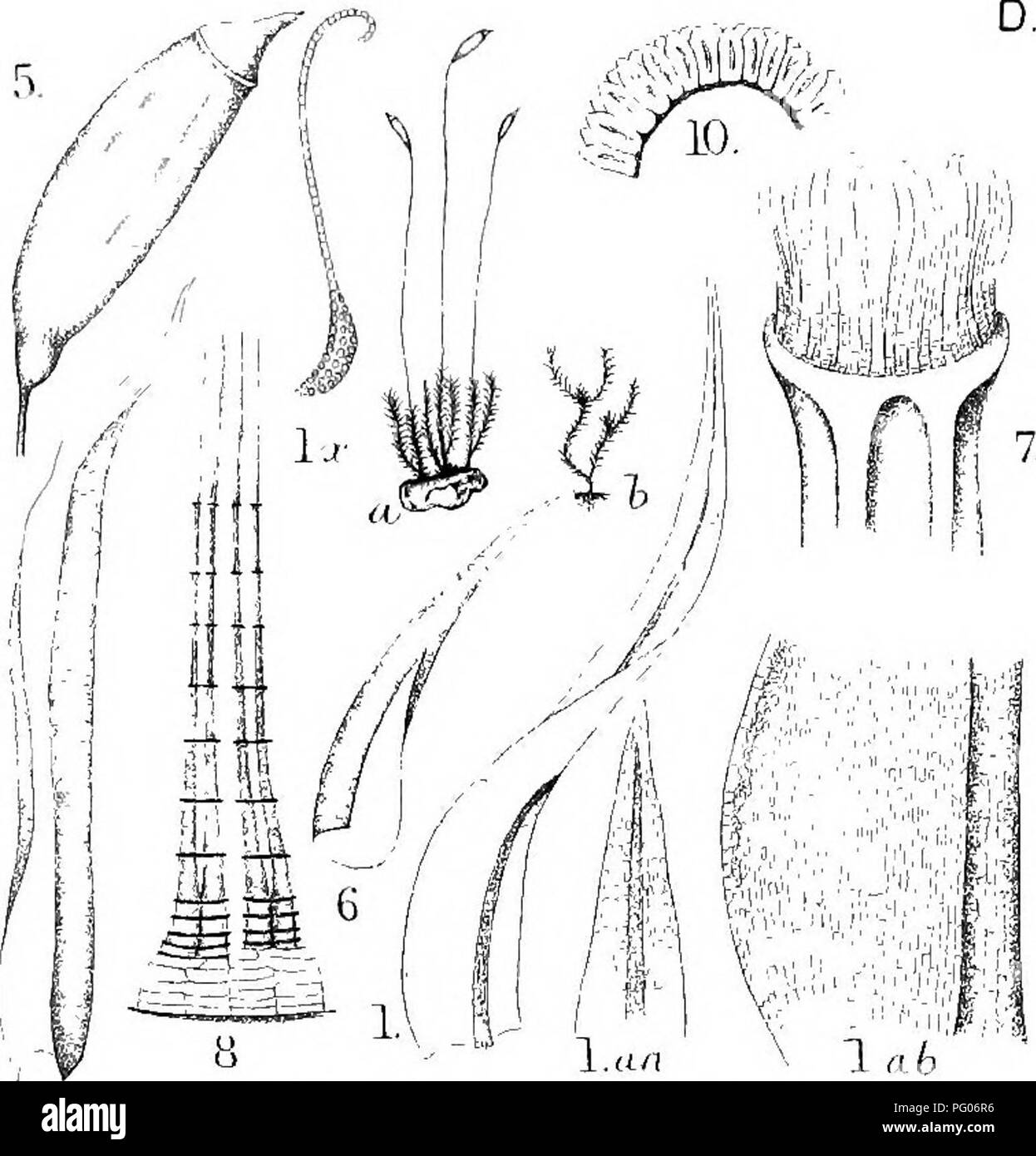 The British Moss-Flora by Robert Braithwaite describes various species ...