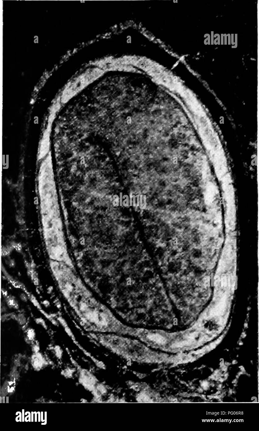 Pollen chamber Black and White Stock Photos & Images - Alamy