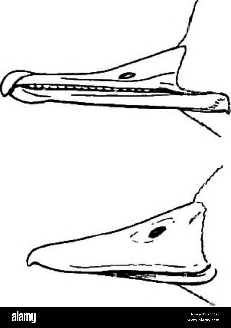 Long narrow bill Cut Out Stock Images & Pictures - Alamy