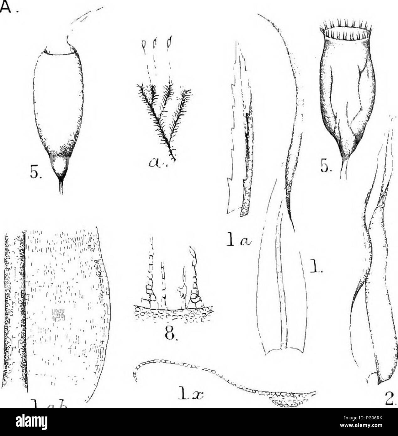 This work focuses on the mosses of Britain, providing a comprehensive ...