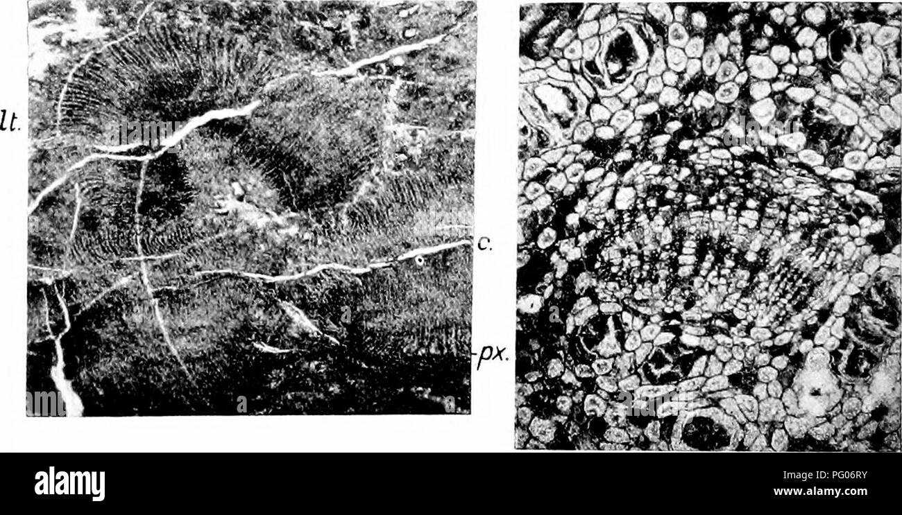 Medullary ray hi-res stock photography and images - Alamy