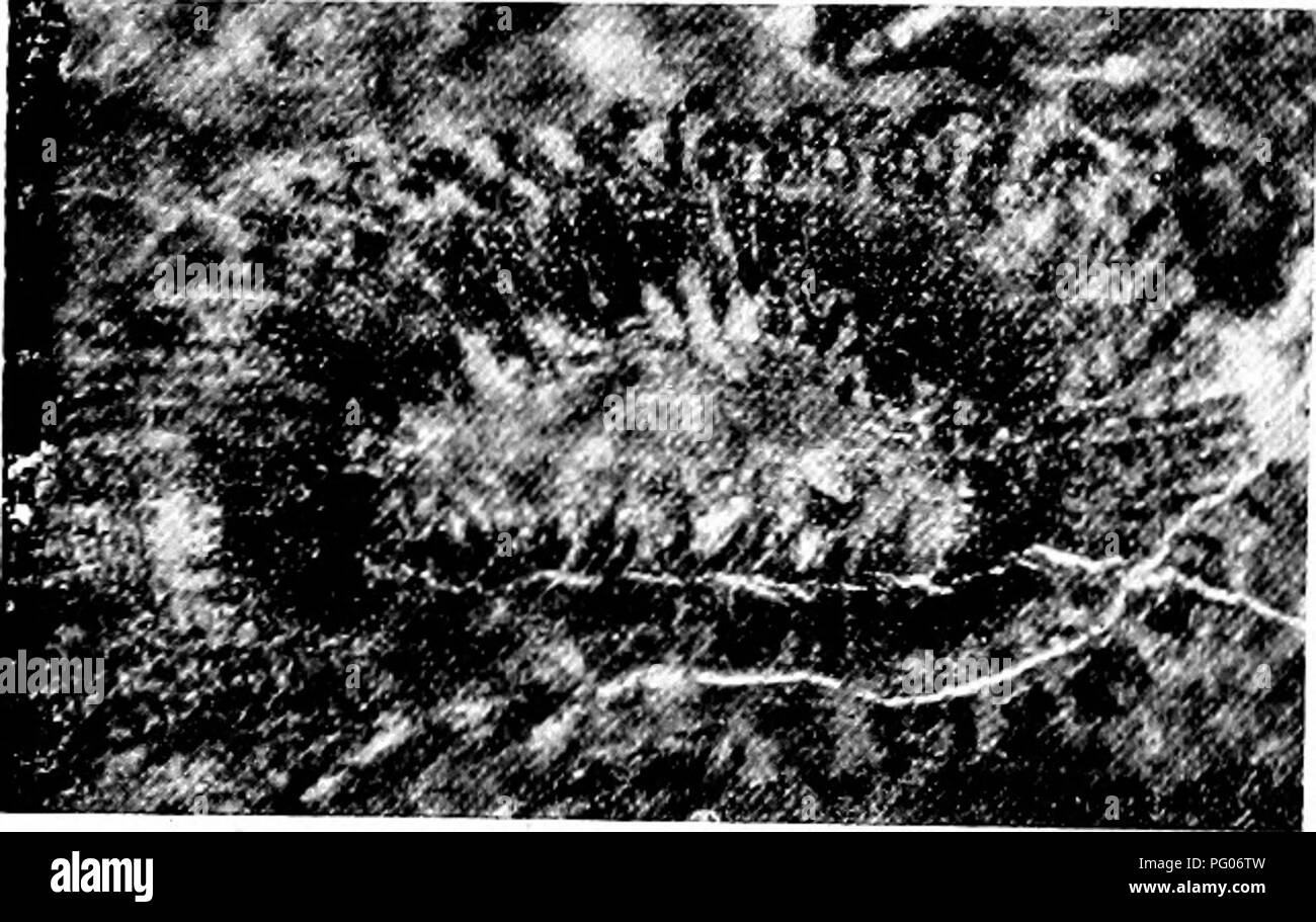 This text offers insights into fossil plants, particularly Cycadeoidea ...