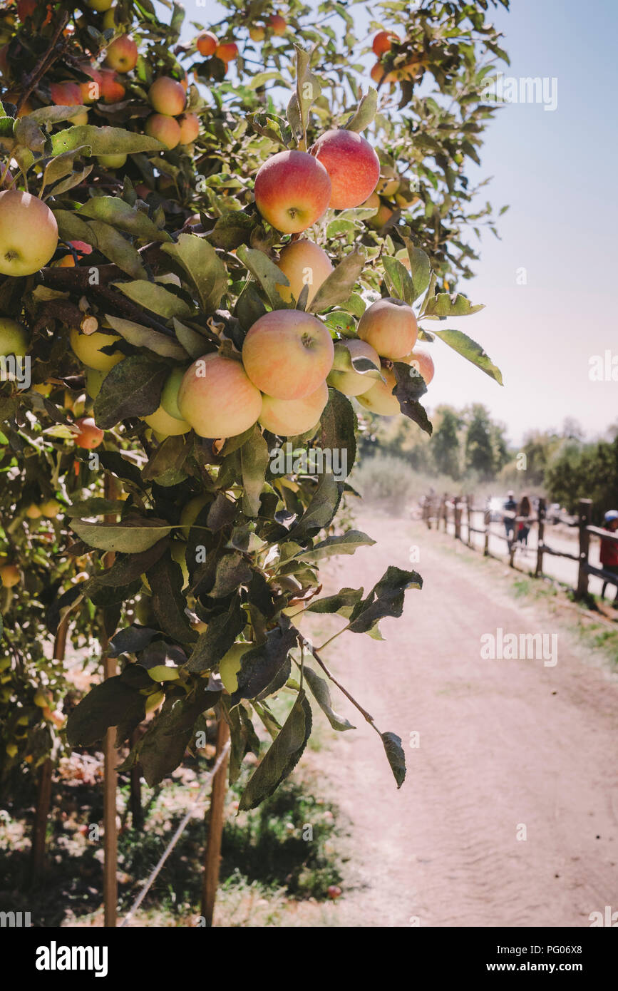 Apples hang on a tree apples on a tree hi-res stock photography and ...