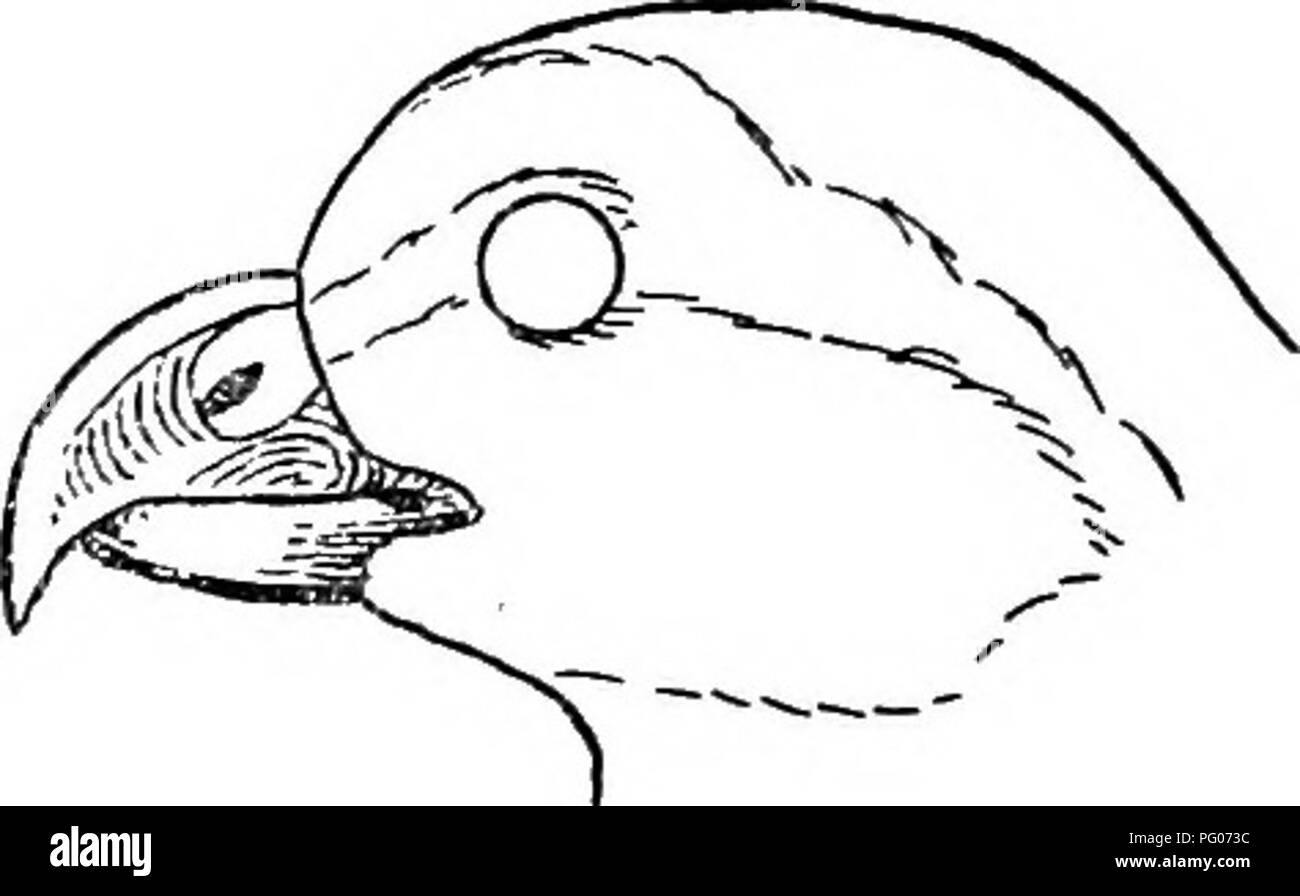 This comprehensive bird catalog provides descriptions of the various ...