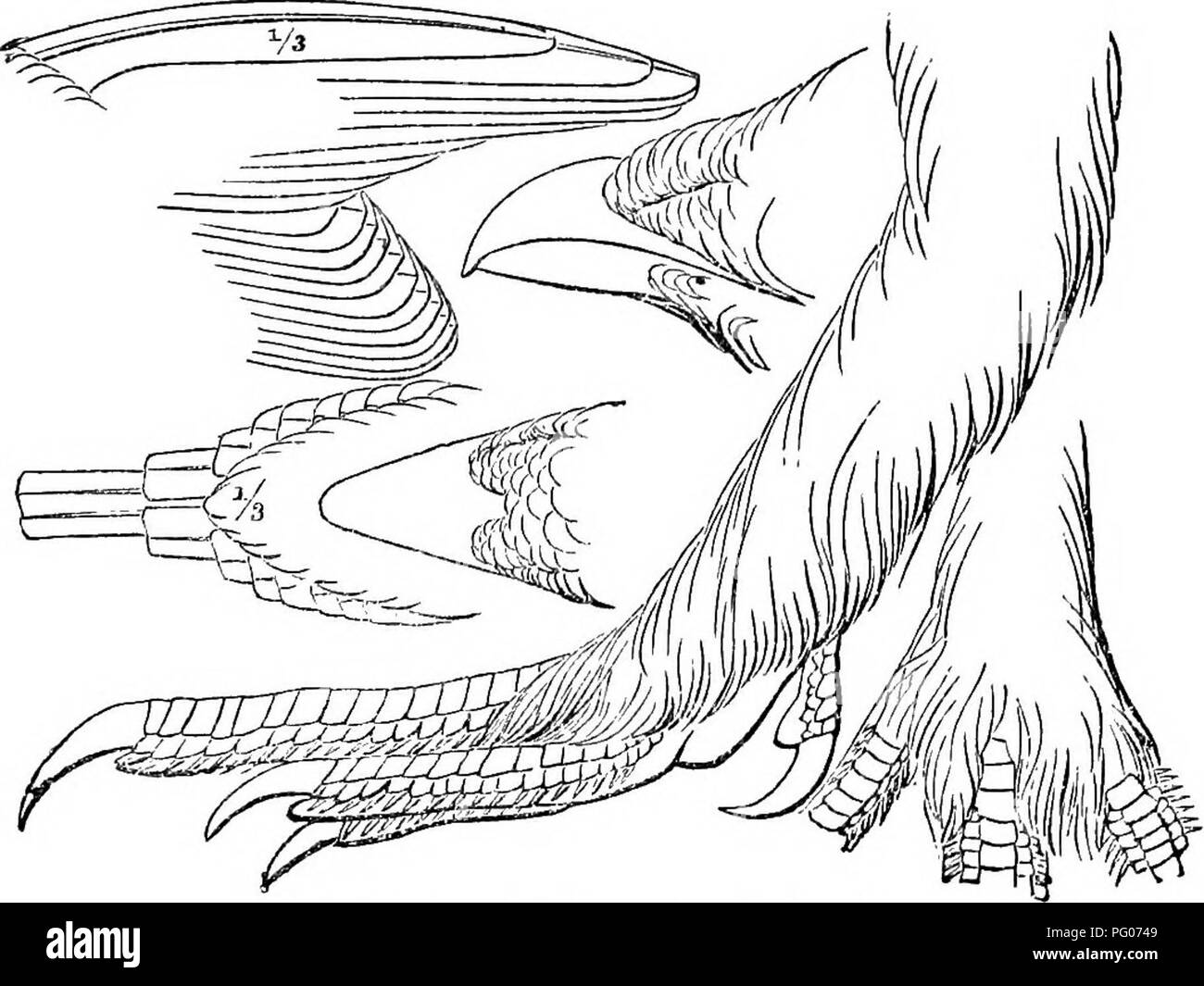 Narrow elongated wing Cut Out Stock Images & Pictures - Alamy