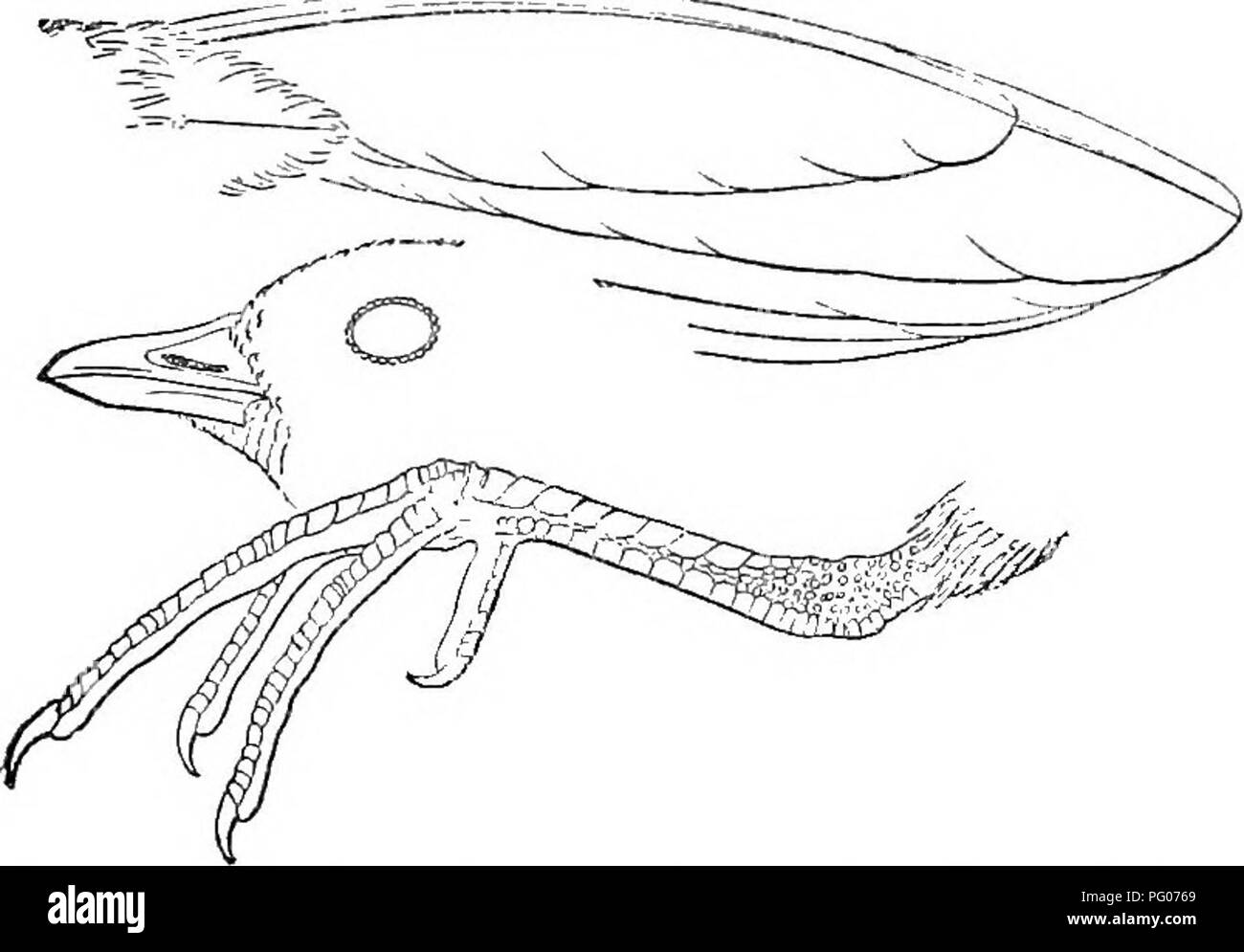 Primary wing coverts hi-res stock photography and images - Alamy