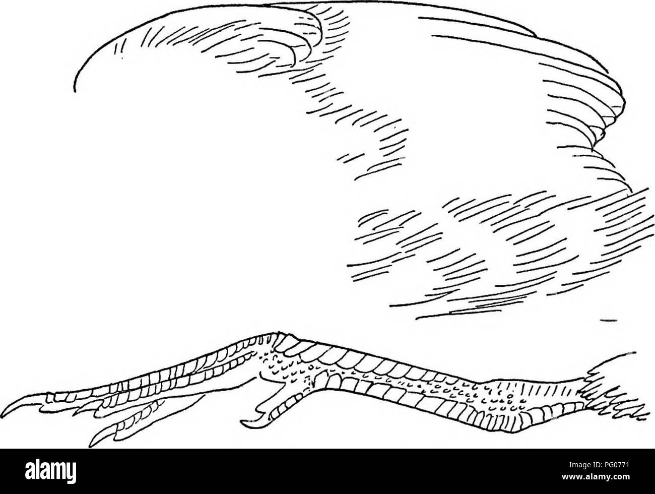 Hallux claw Black and White Stock Photos & Images - Alamy