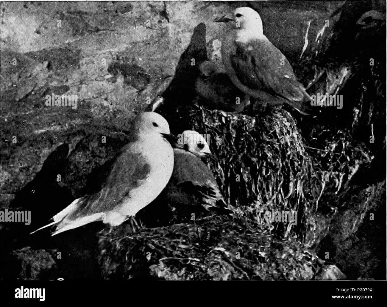 This work provides a guide to bird photography, covering techniques and ...