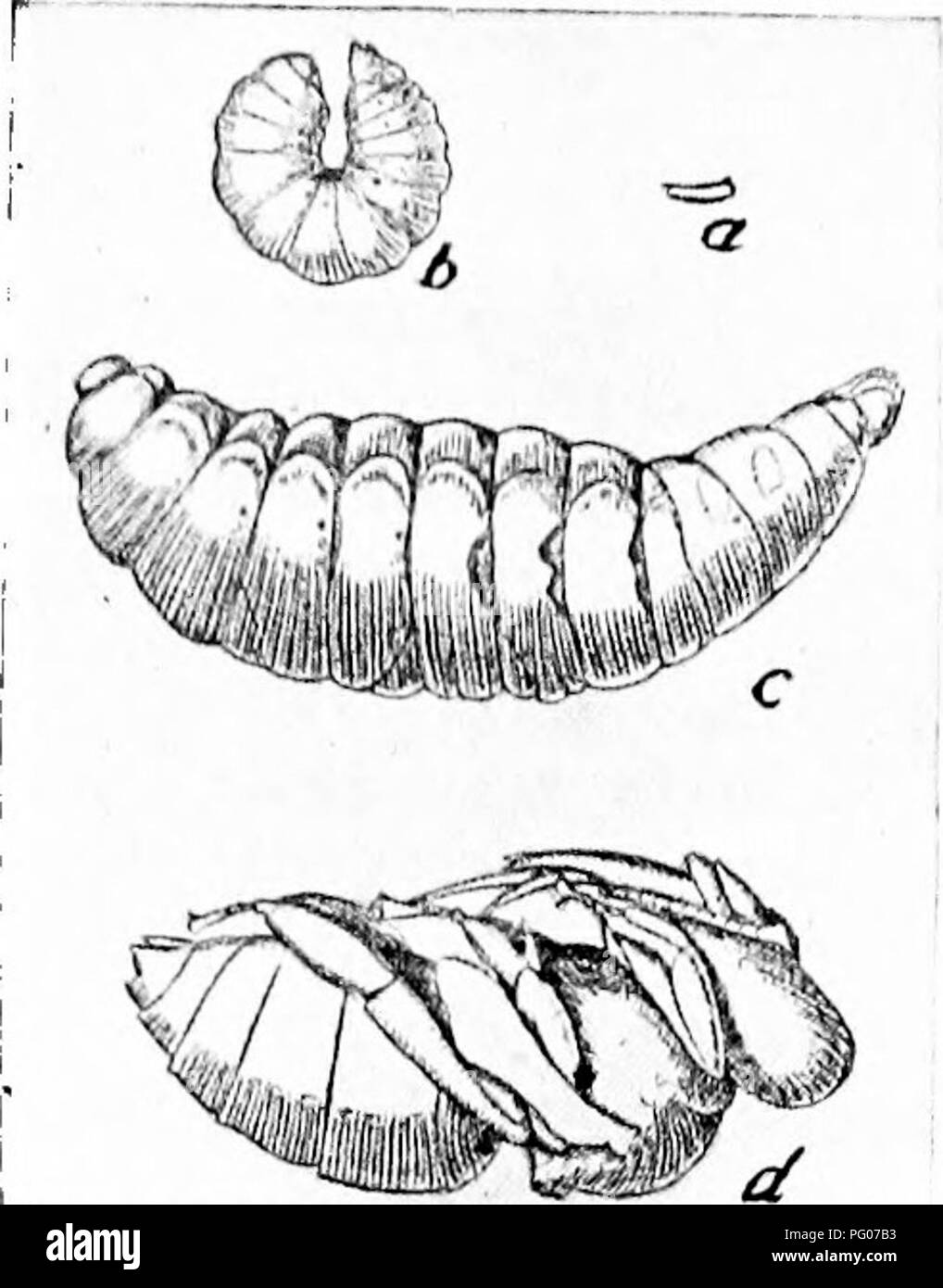 Pupa bee Black and White Stock Photos & Images - Alamy