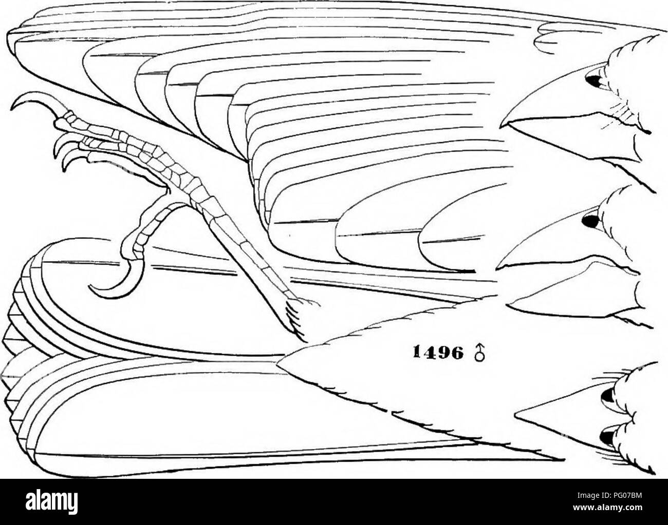 This comprehensive bird catalog covers North and Middle America ...