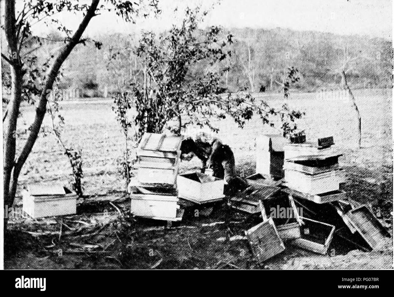 This image depicts a neglected apiary, showing the devastating impact ...