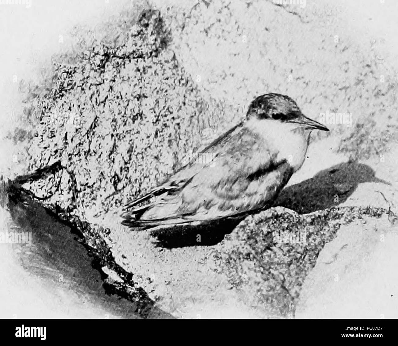 Homer representa hi-res stock photography and images - Alamy