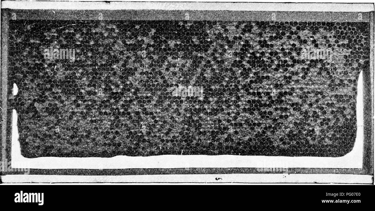 American foulbrood hi-res stock photography and images - Alamy