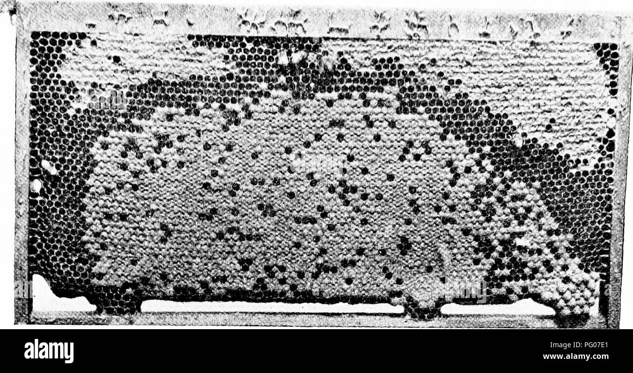 This image illustrates a healthy bee brood comb, highlighting the ...
