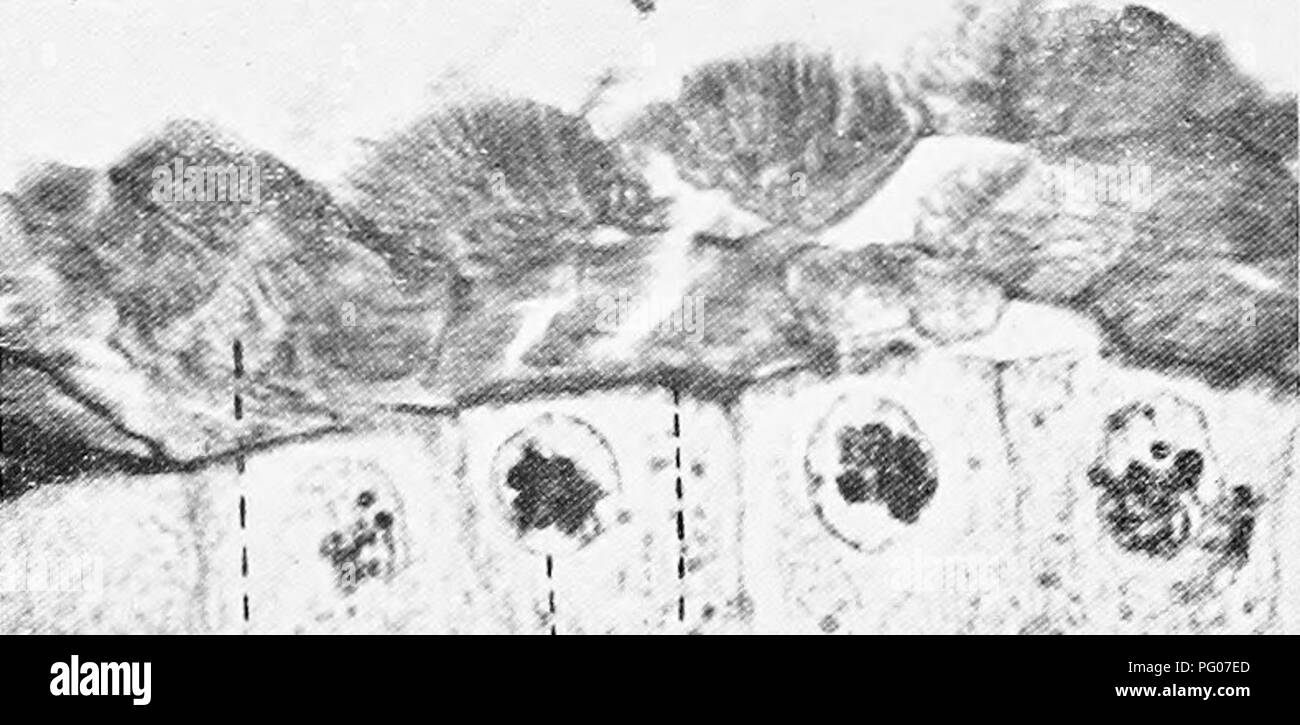 This study presents a micrograph of a bee's small intestine, showing ...