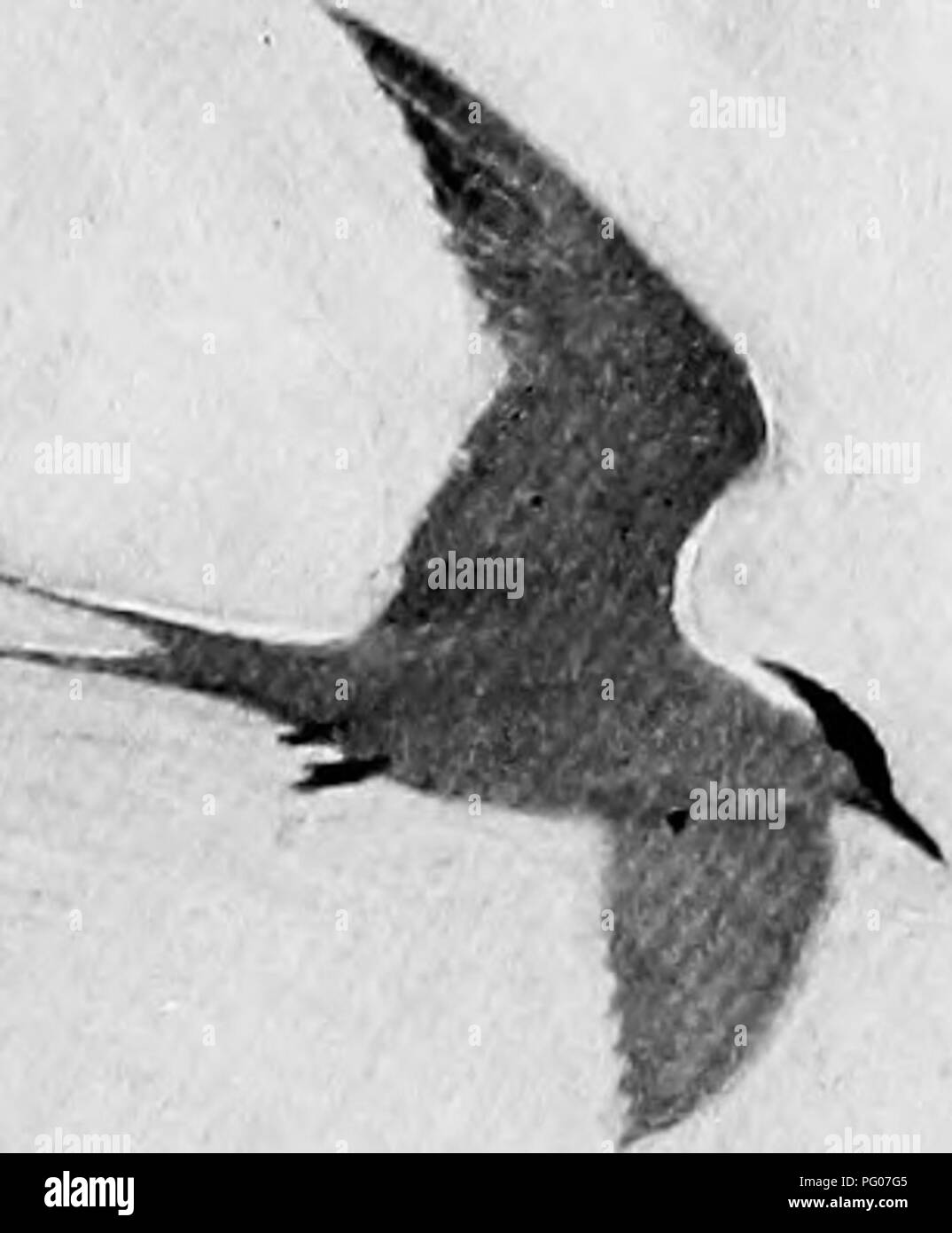 Largest tern species hi-res stock photography and images - Alamy