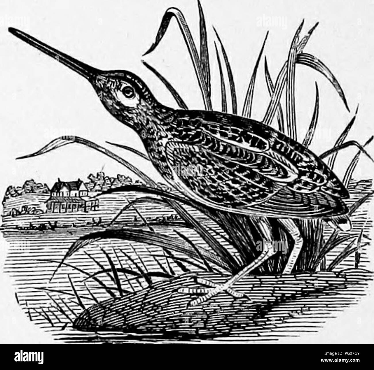 This illustration from 'Our Own Birds' depicts a scene in nature where ...