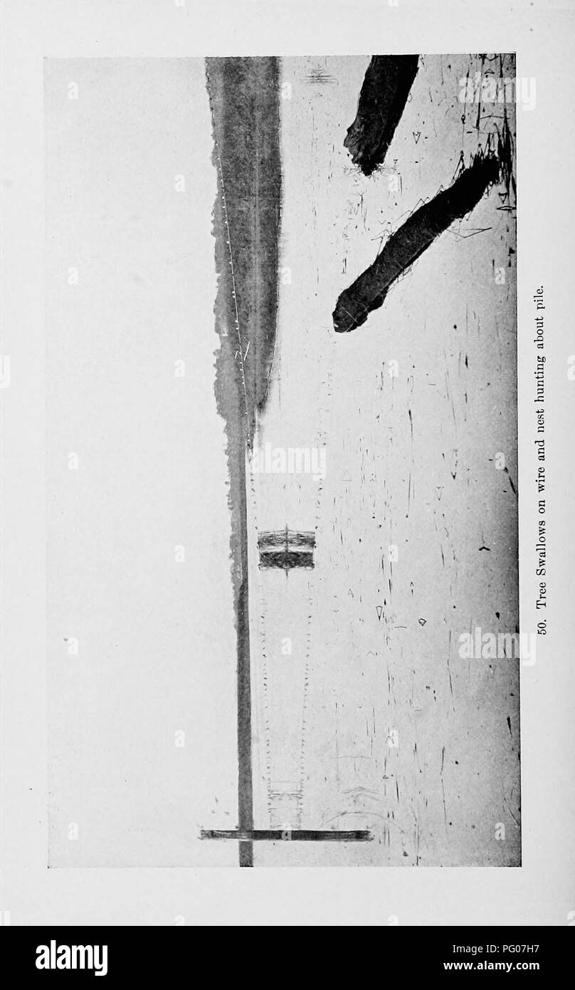 Frank M. Chapman's 'Bird Studies with a Camera' explores the techniques ...
