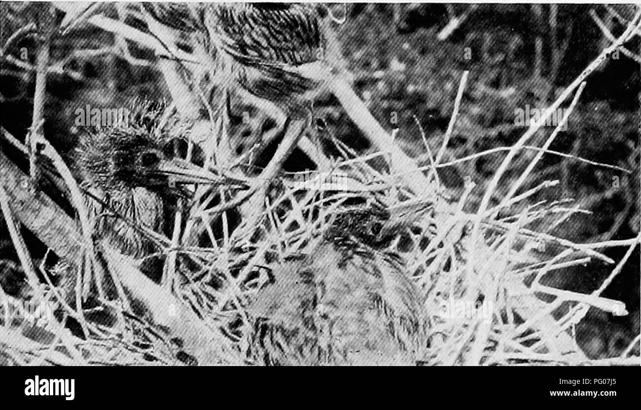 This work offers an in-depth look at bird photography, detailing the ...