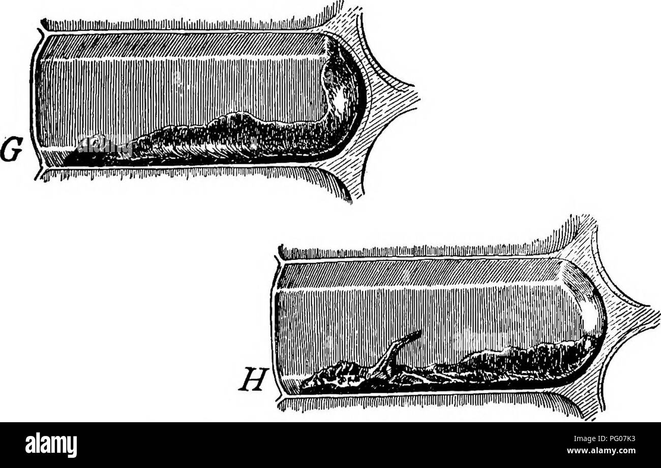 . Diseases of bees. Bees. FiGOED 5.—Symptoma of American foulbrood in ...