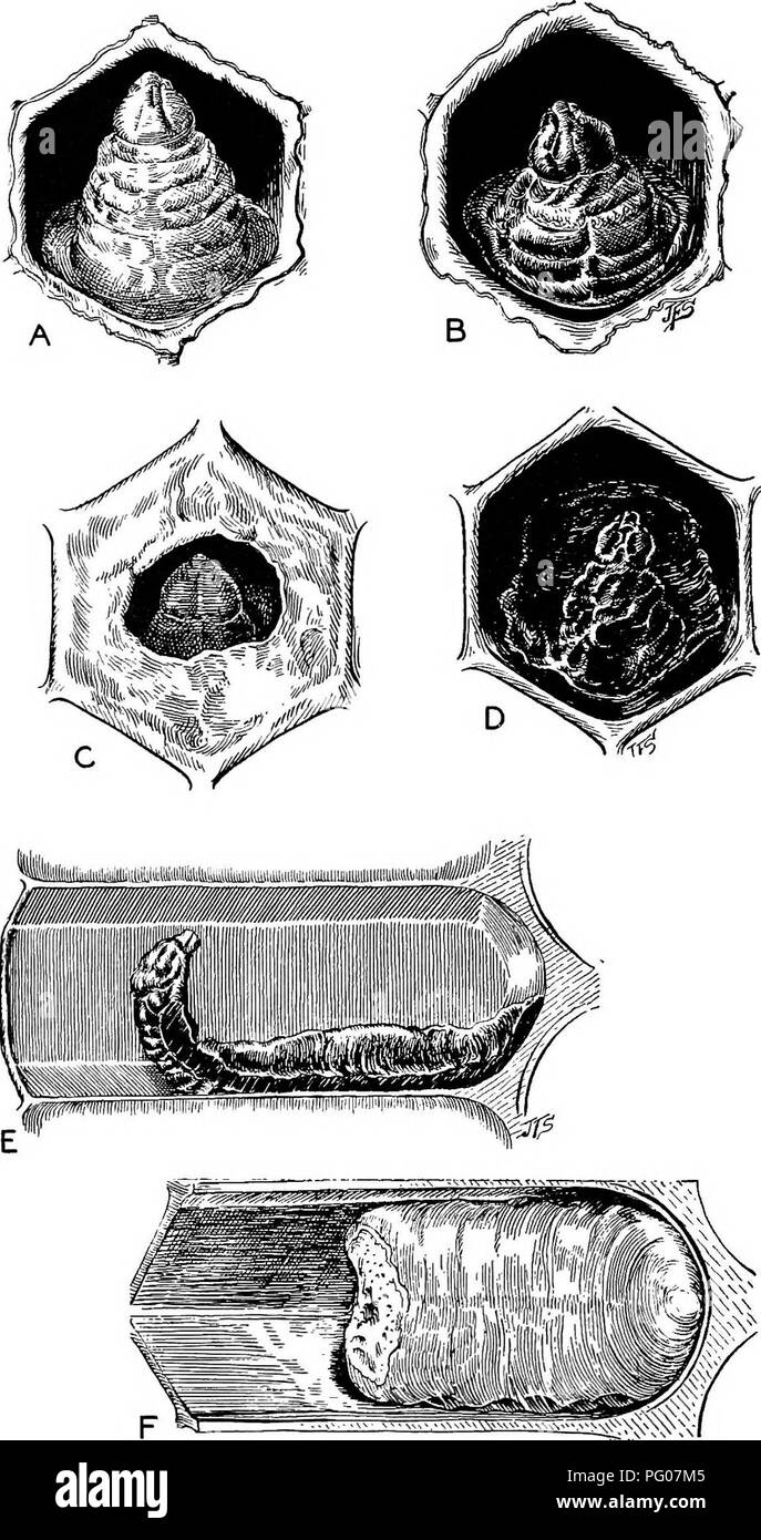 This illustration depicts various stages of larvae infected with ...