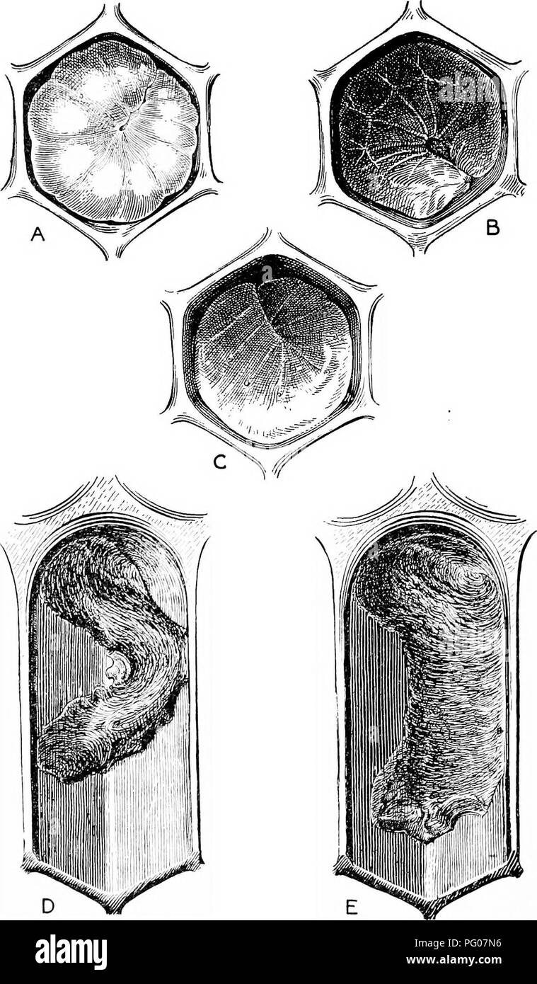 Disease control strategies Cut Out Stock Images & Pictures - Alamy