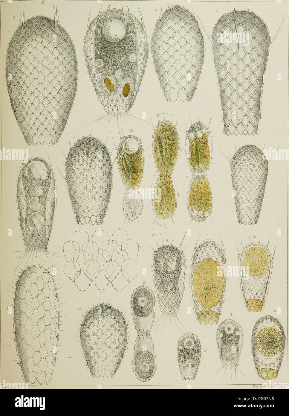 Euglypha alveolata hi-res stock photography and images - Alamy