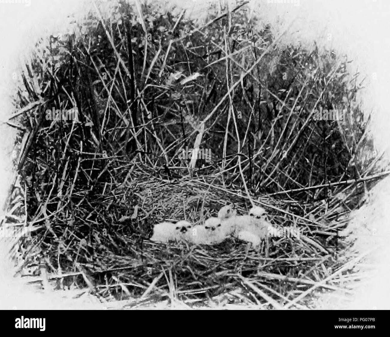 Destroyed bird nest hi-res stock photography and images - Alamy