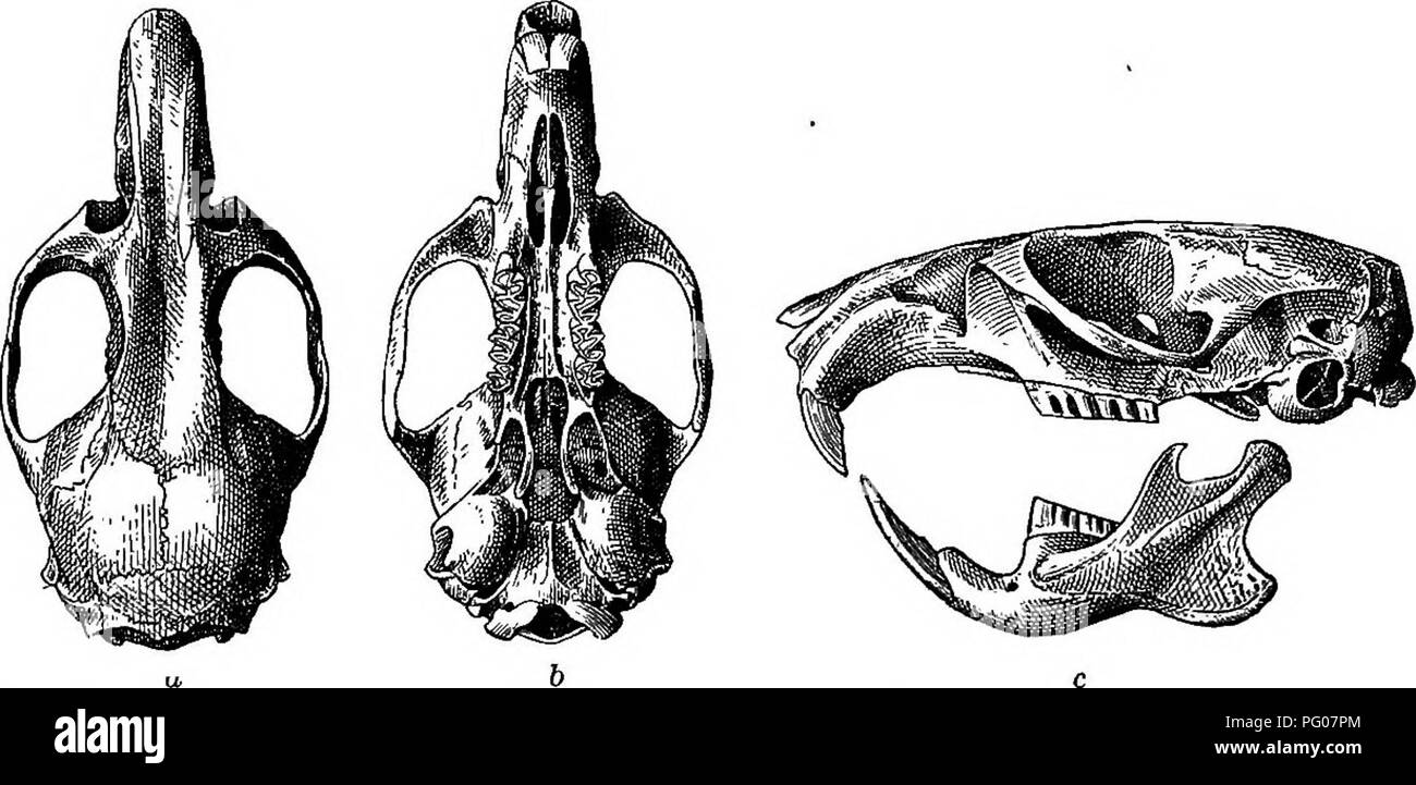 Mexican wood rat hi-res stock photography and images - Alamy