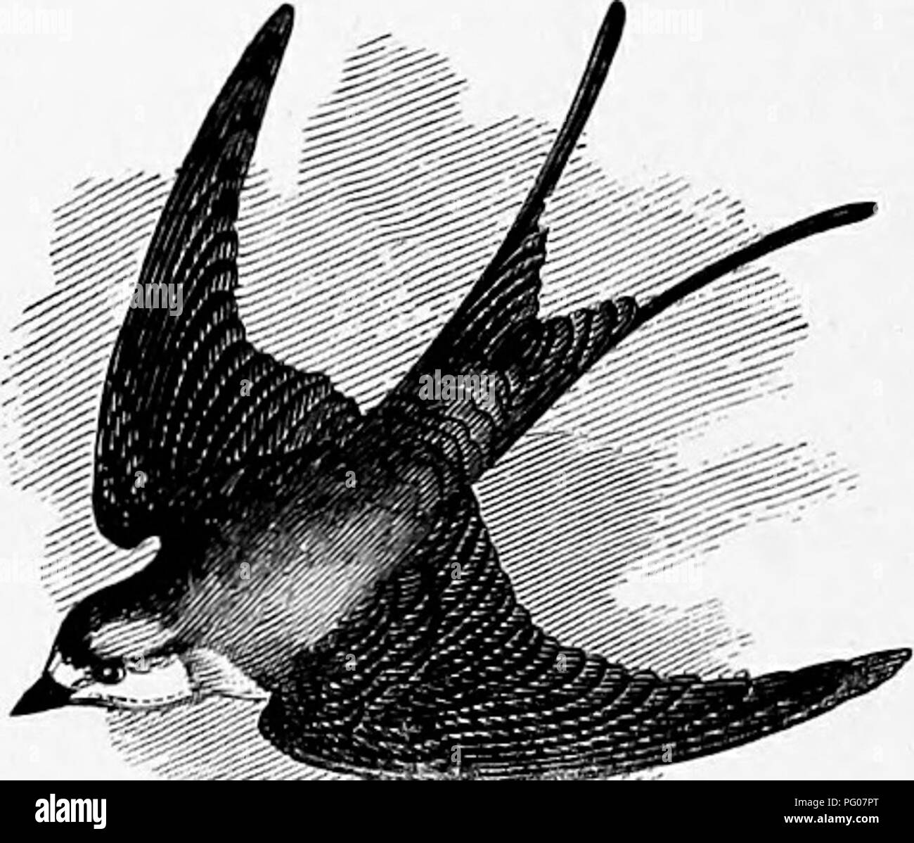 Swallow over roof Black and White Stock Photos & Images - Alamy