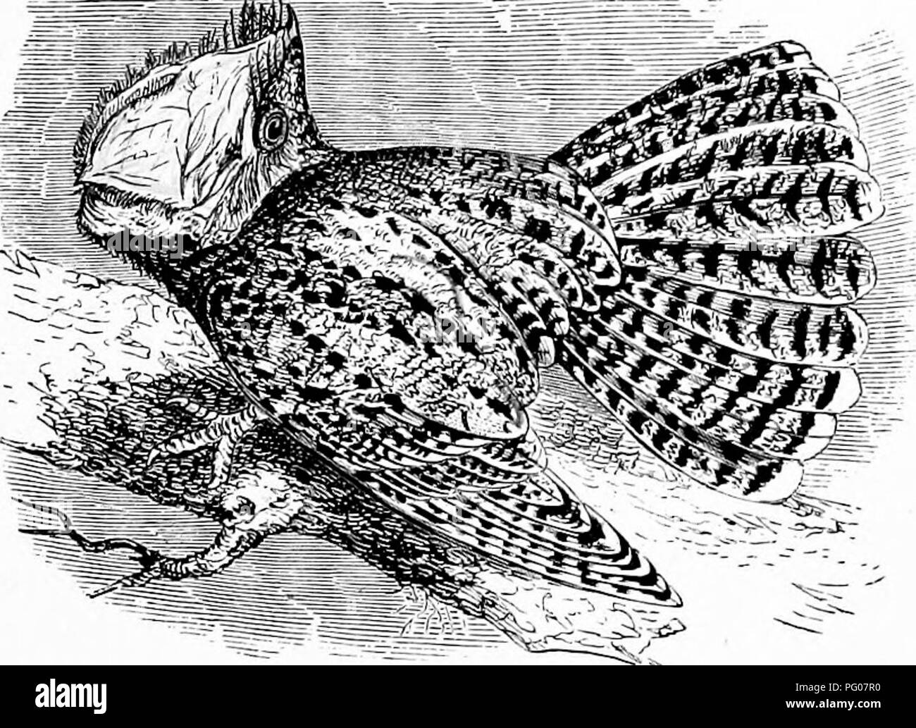 Chuck wills widow bird hi-res stock photography and images - Alamy