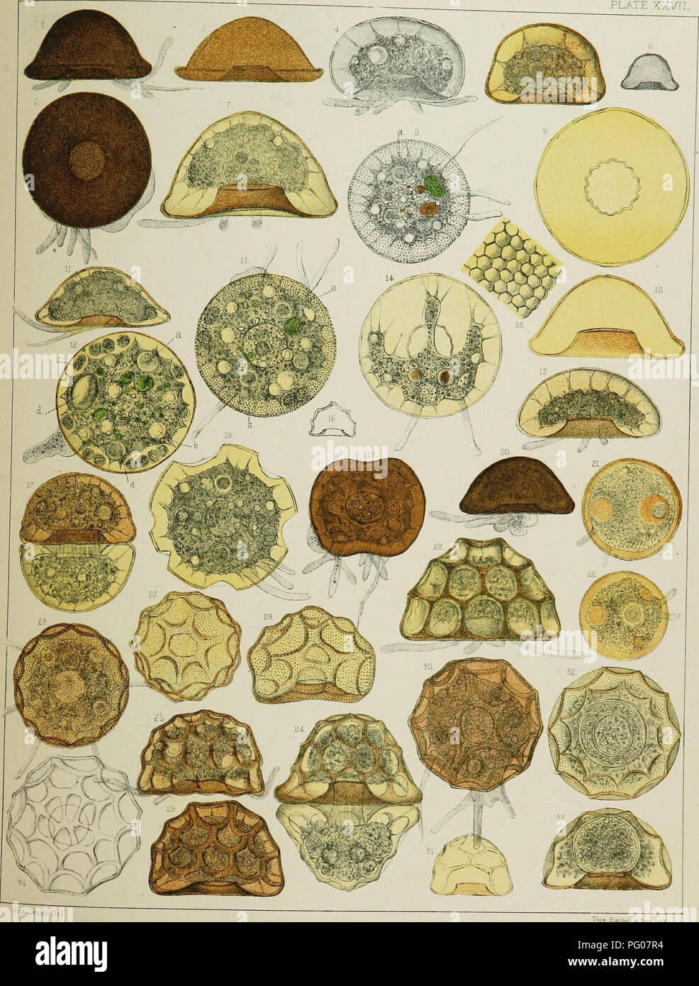 Arcella vulgaris hi-res stock photography and images - Alamy