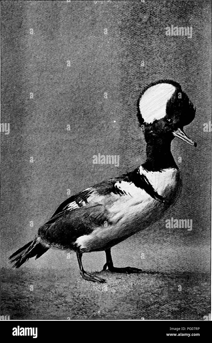 This natural history guide provides detailed information about the ...