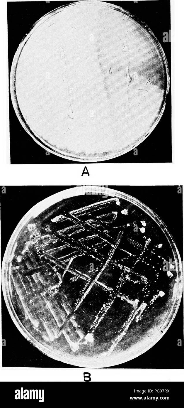 . Diseases of bees. Bees. Plate 7. Types of Growth of Bacillus alvei A ...