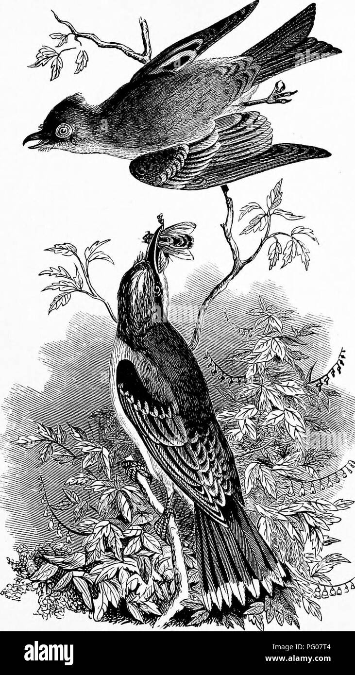 . Our own birds; a familiar natural history of the birds of the United ...