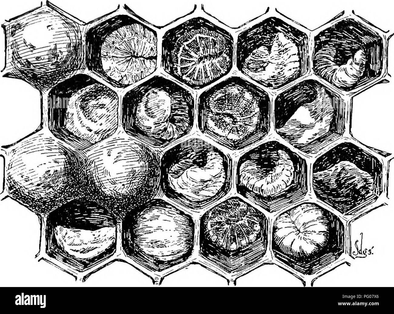 . Diseases of bees. Bees. TREATMENT OF BEE DISEASES. 11 the base of the ...