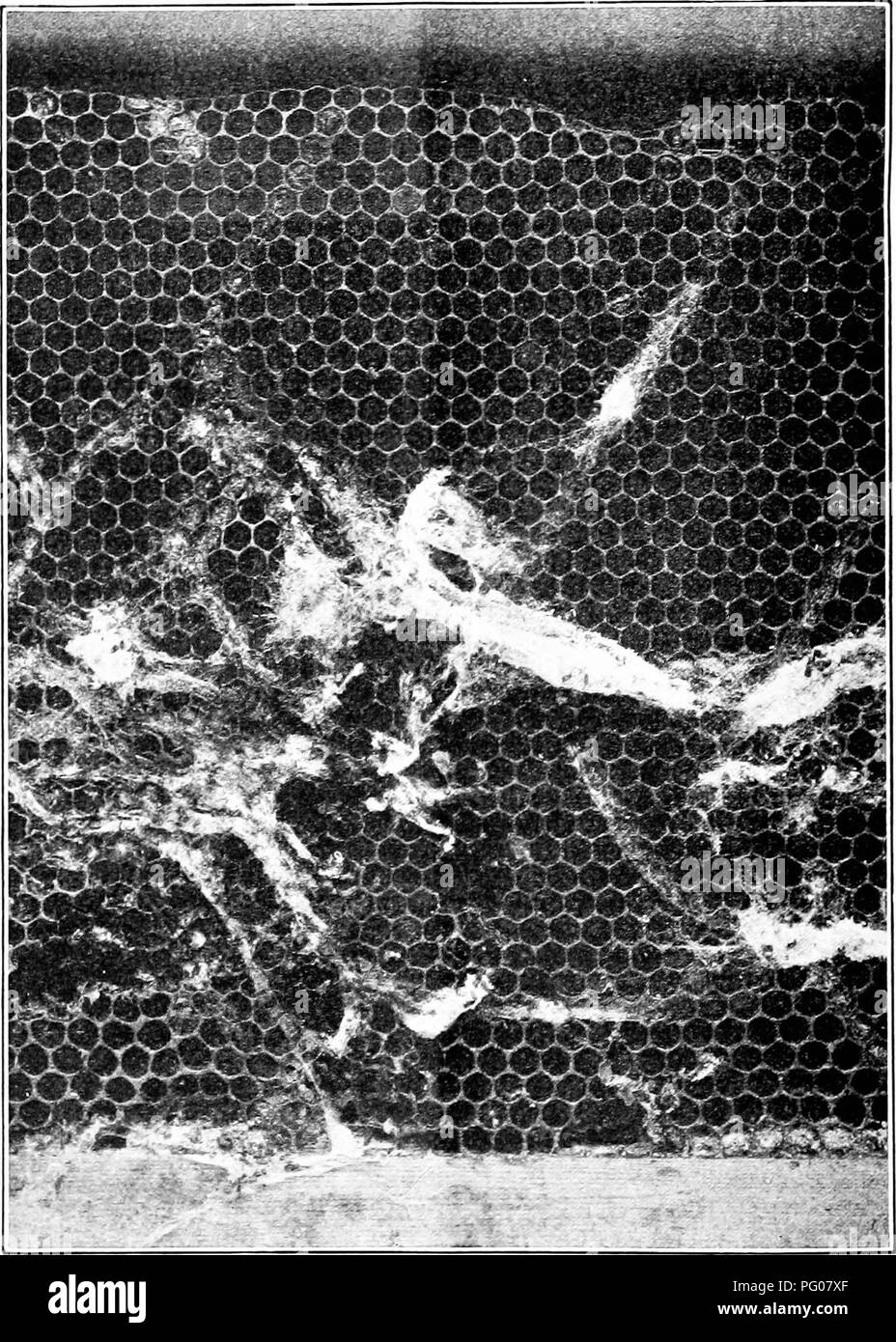 Loss of colonies hi-res stock photography and images - Alamy