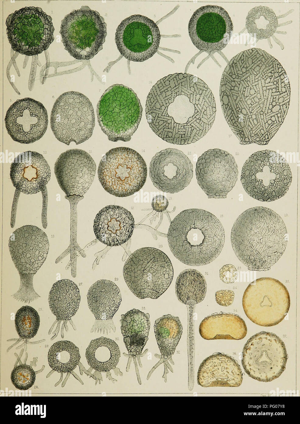 Difflugia pyriformis hi-res stock photography and images - Alamy