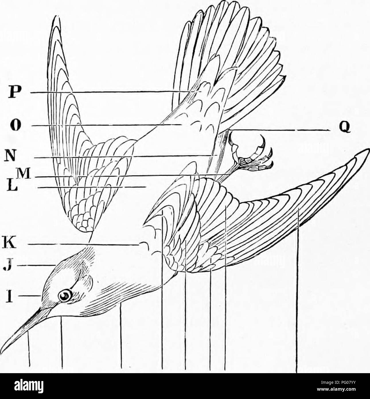 This guide to North American birds outlines the primary classifications ...